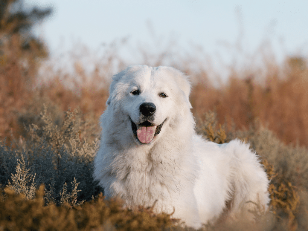 Maremma Berghond: waakhond met sterke beschermingsinstincten