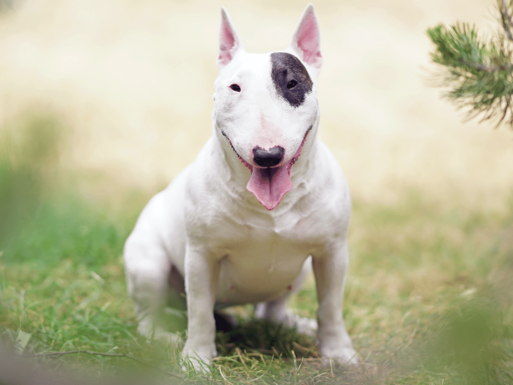 Miniatuur Bull Terrier: compact, energiek en uniek