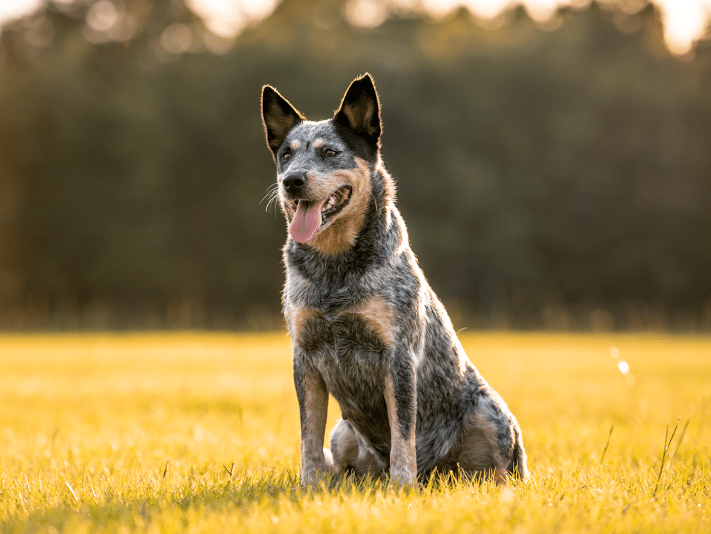 Hondenrassen, ontdek de perfecte hond voor jou