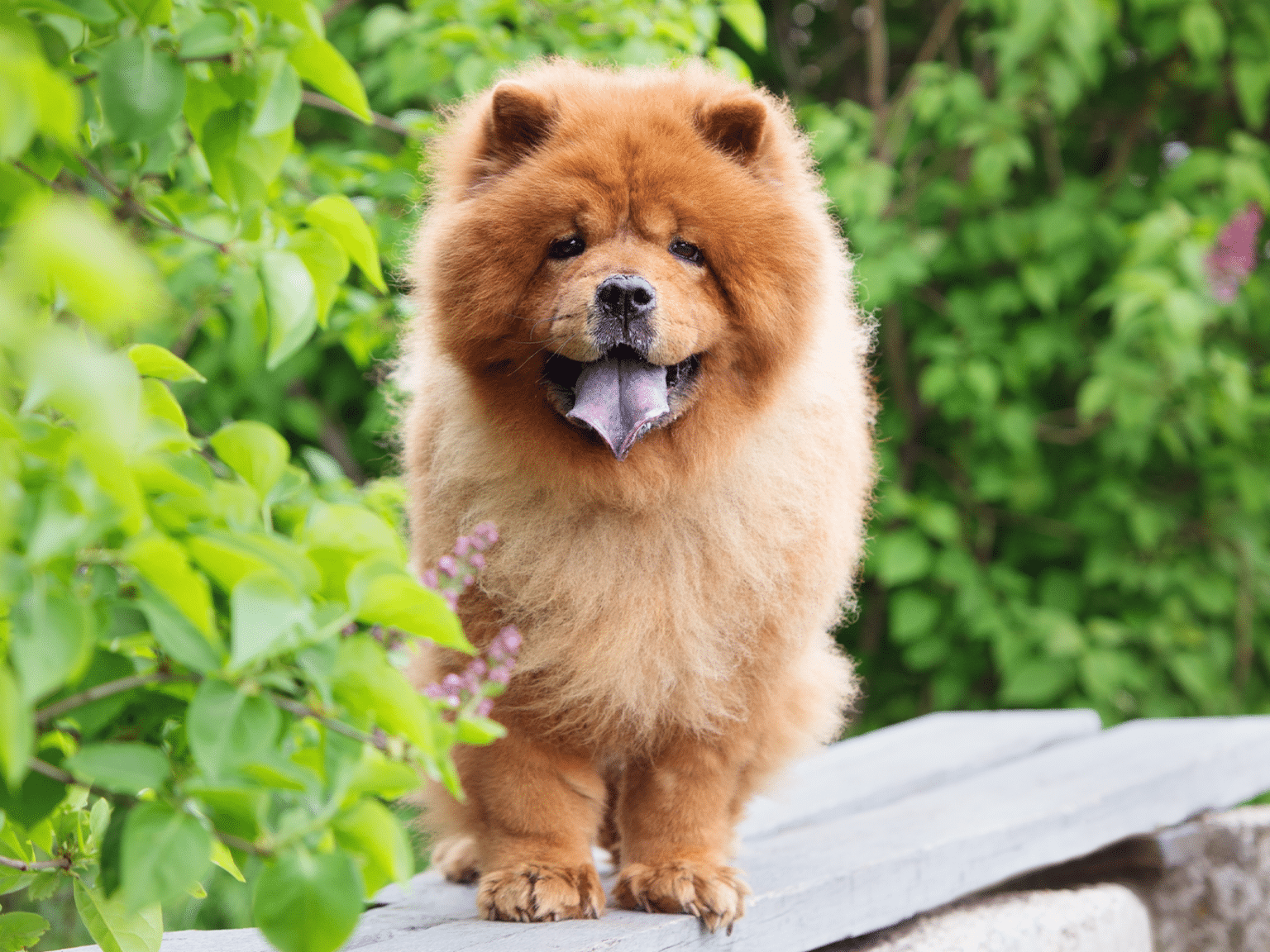 Chow Chow: majestueus, onafhankelijk & loyaal ras