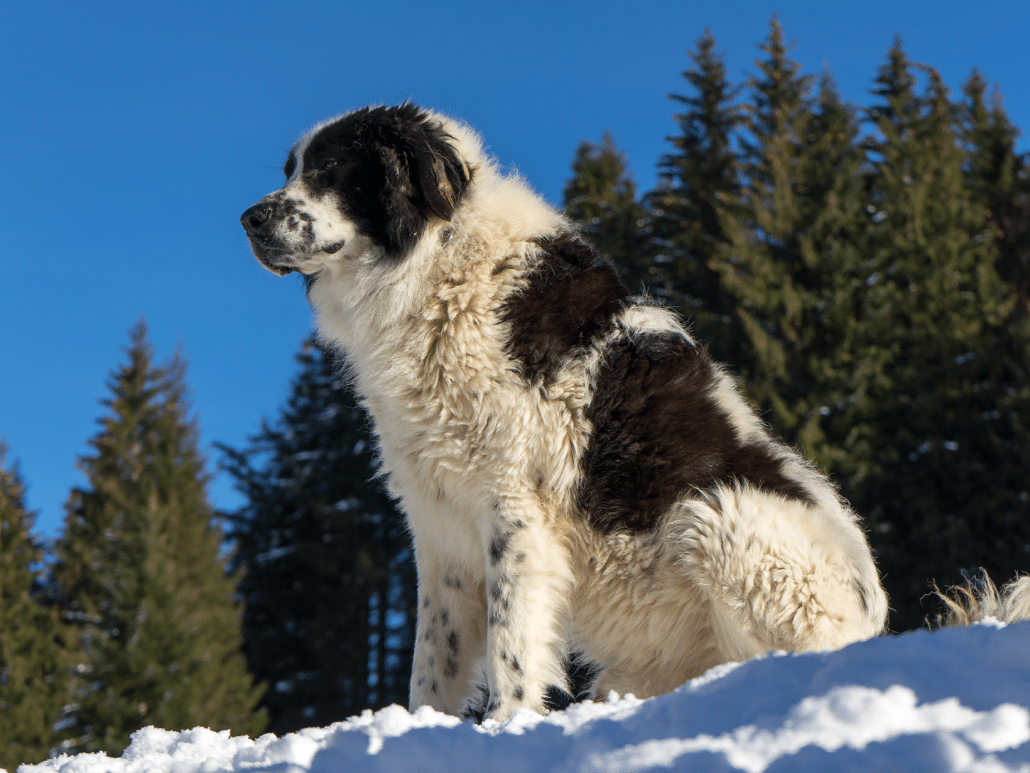 Ciobanesc Romanesc de Bucovina: imposant & loyaal ras
