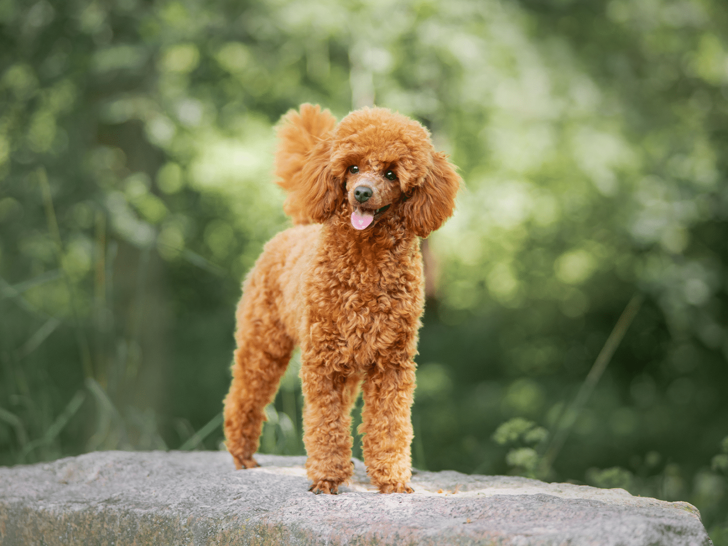 Dwergpoedel: Intelligent, Gezinsvriendelijk en Allergievriendelijk