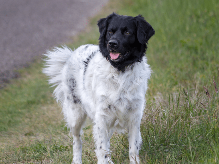Friese Stabij: charmante familiehond uit friesland