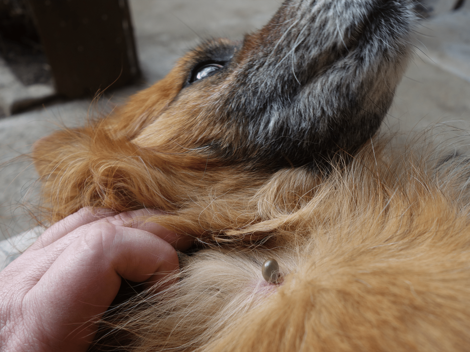 Hoe lang mag een teek blijven zitten hond?