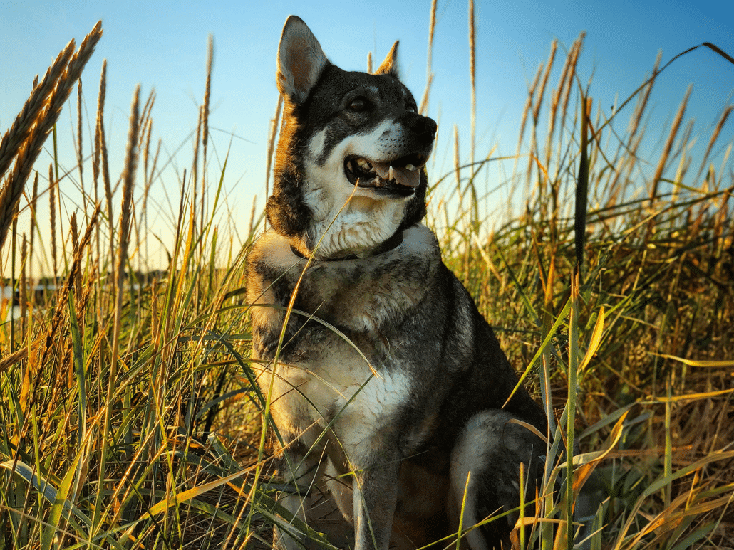 Jämthund: Zweedse kracht, loyaliteit en vriendelijk