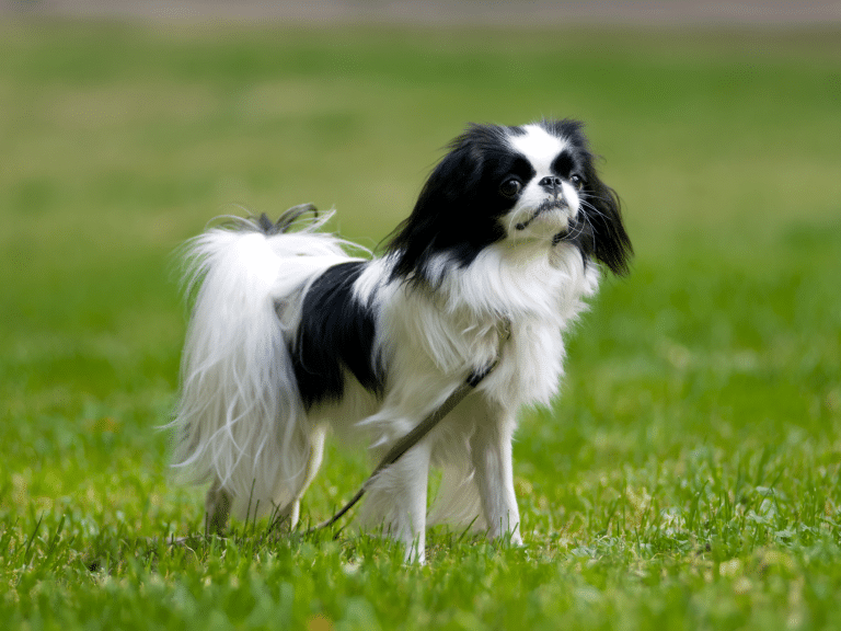 Japanse Spaniel: elegante gezelschapshond