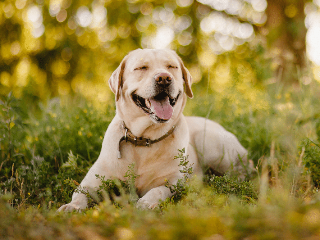 Labrador Retriever: familie favoriet, loyaal en makkelijk te trainen