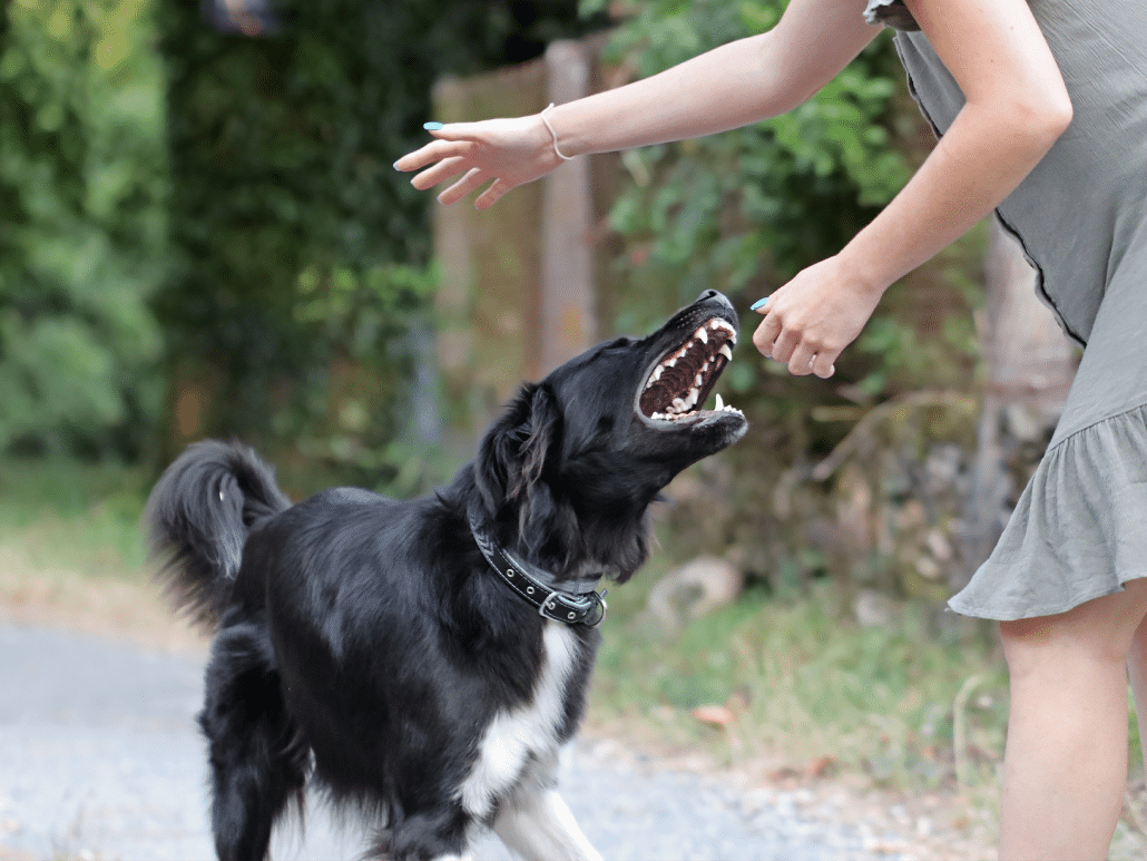 Mag een hond bijten? Gedrag en opvoeding