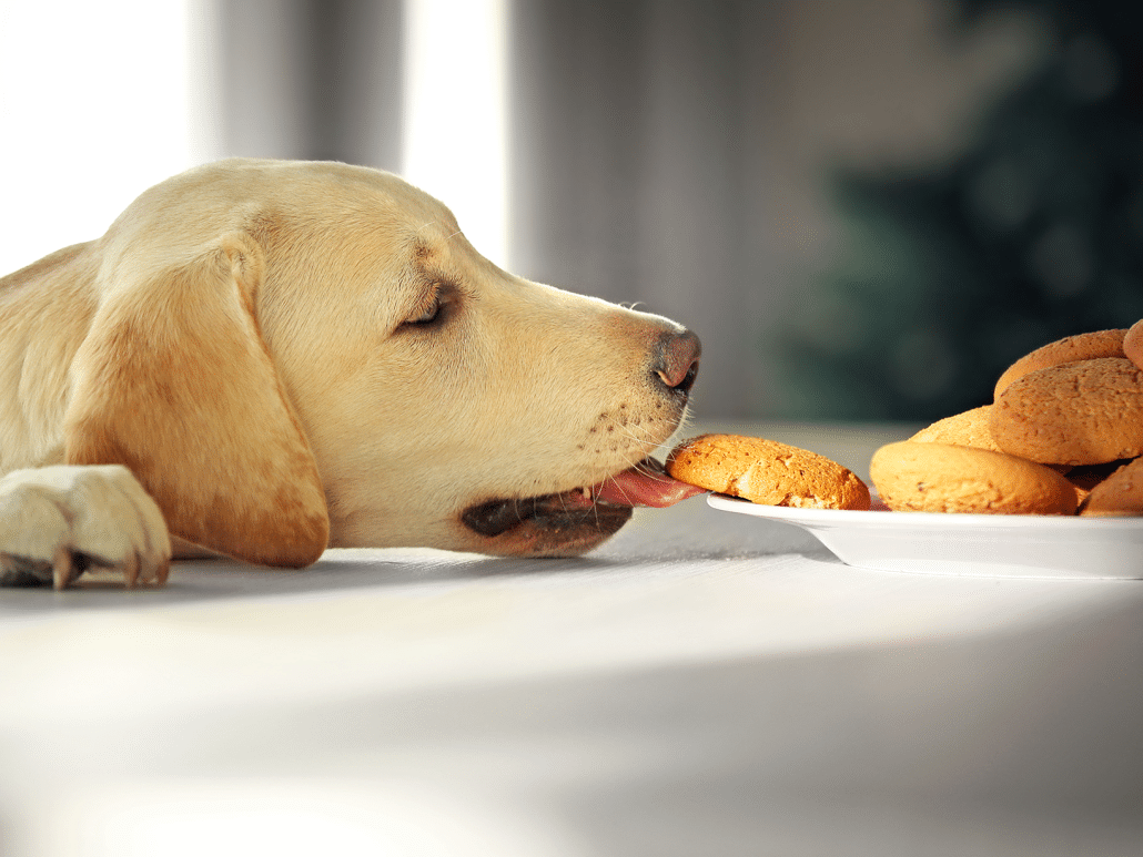 Mag een hond een koekje? Tips voor hondensnacks