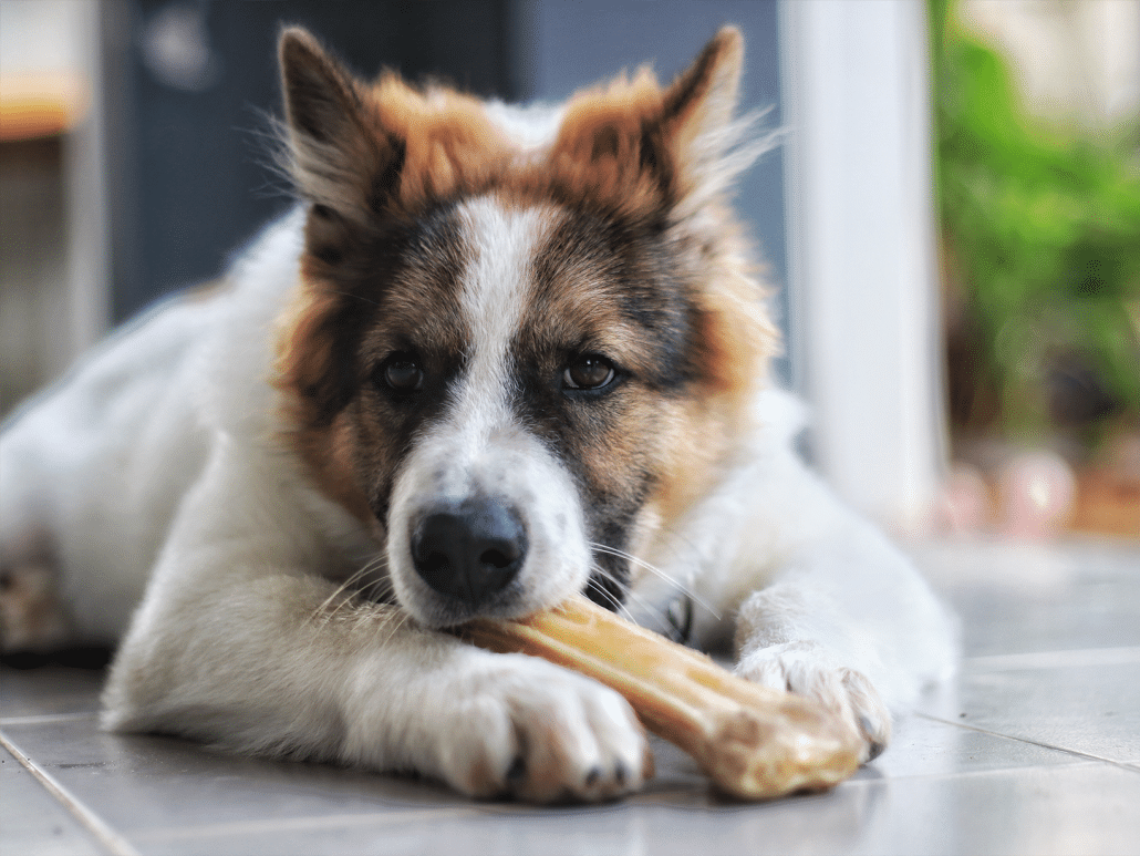 Mag een hond elke dag een bot?