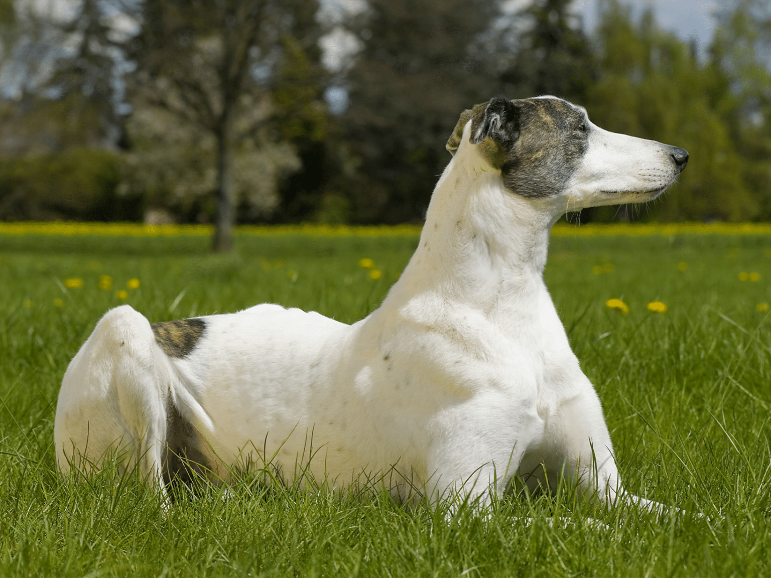 Magyar Agár: elegante Hongaarse windhond, snel en veelzijdig