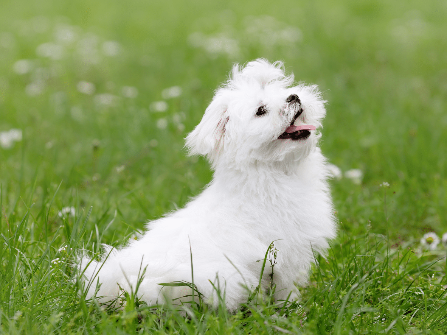 Maltezer: elegant, aanhankelijk en speels, ideaal gezelschapsras
