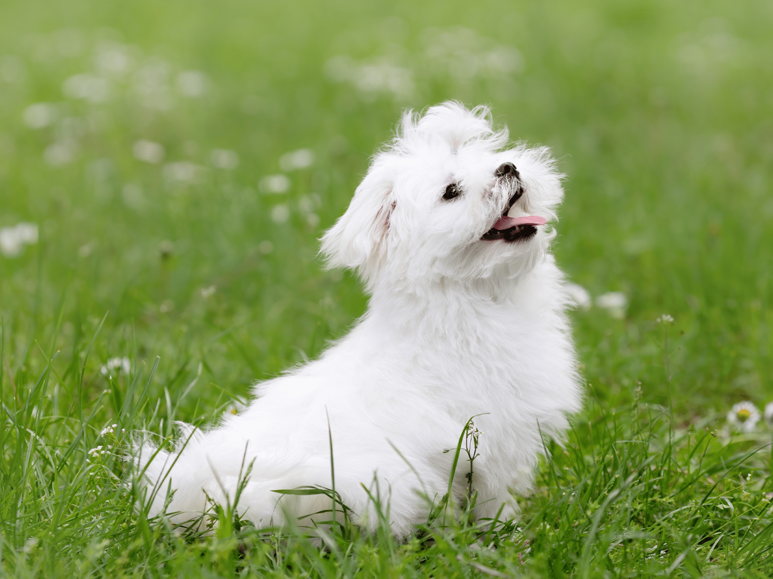 Maltezer: elegant, aanhankelijk en speels, ideaal gezelschapsras
