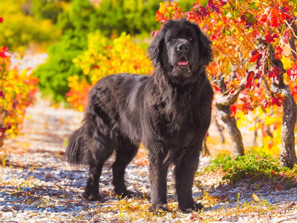 Newfoundlander: zachtaardig & groot een perfect gezinshond