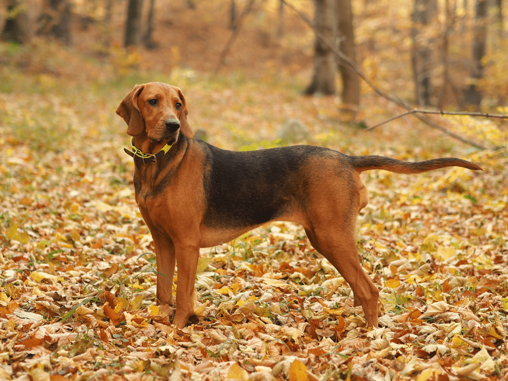 Ogar Polski: zeldzaam, trouw & geurvaardig Pools jachthondenras