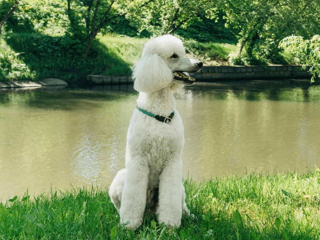 Poedel: intelligent, elegant & hypoallergeen