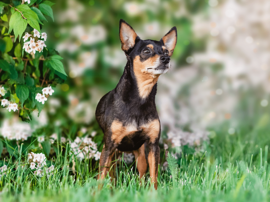 Pražský Krysařík: charmant, klein en perfect voor gezinnen