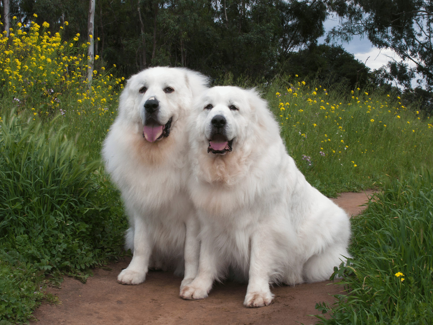 Pyreneese Berghond: nobele beschermer en gezinsvriend