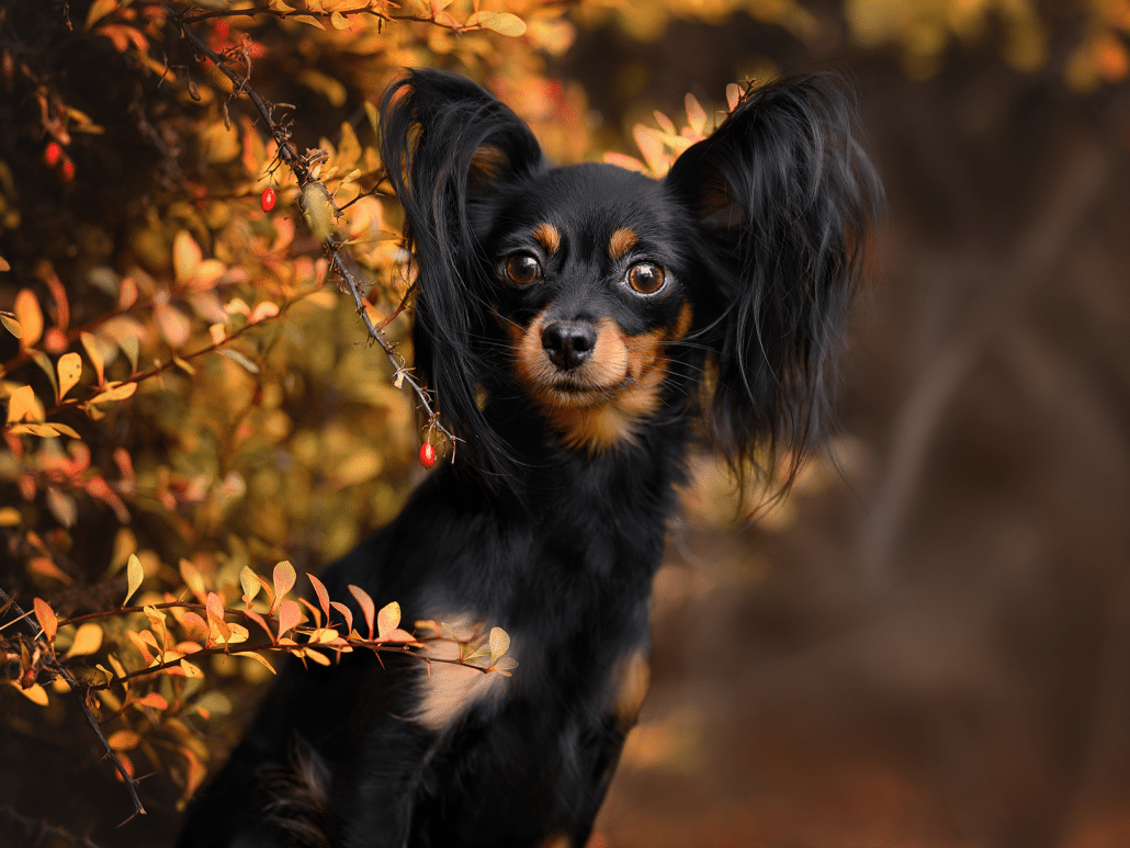 Russian Toy Terriër: klein, energiek en perfect voor elk gezin