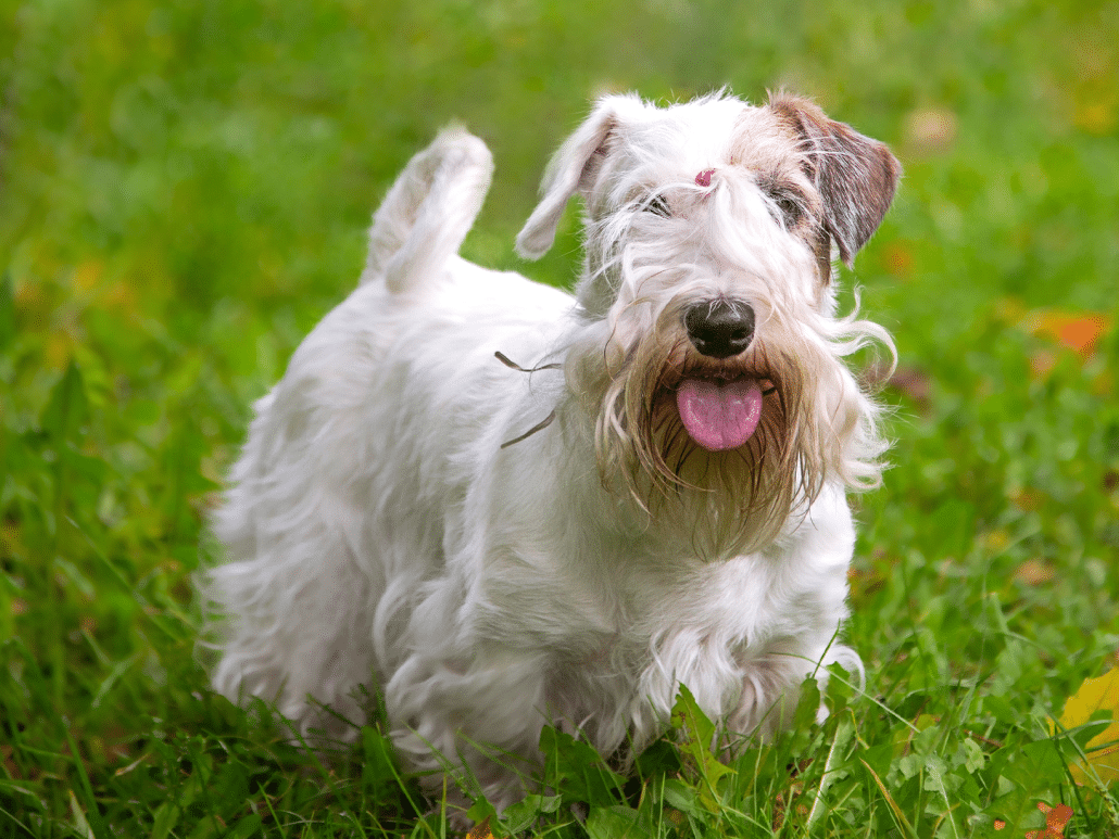 Sealyham Terriër: zeldzaam, moedig & charmant gezinsras
