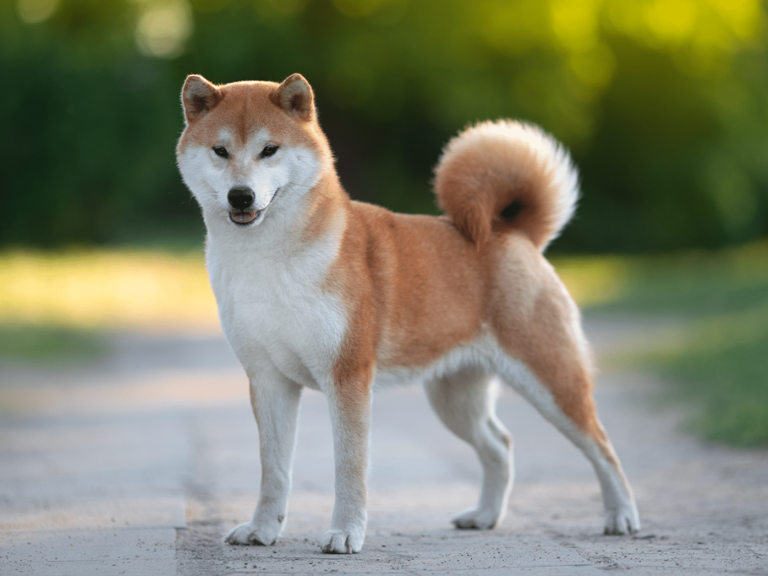 Shiba Inu: charmant japans ras, onafhankelijk & trouw