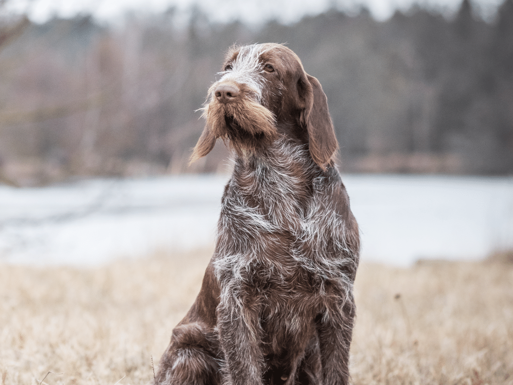 Spinone Italiano: veelzijdige jachthond, vriendelijk & ruig