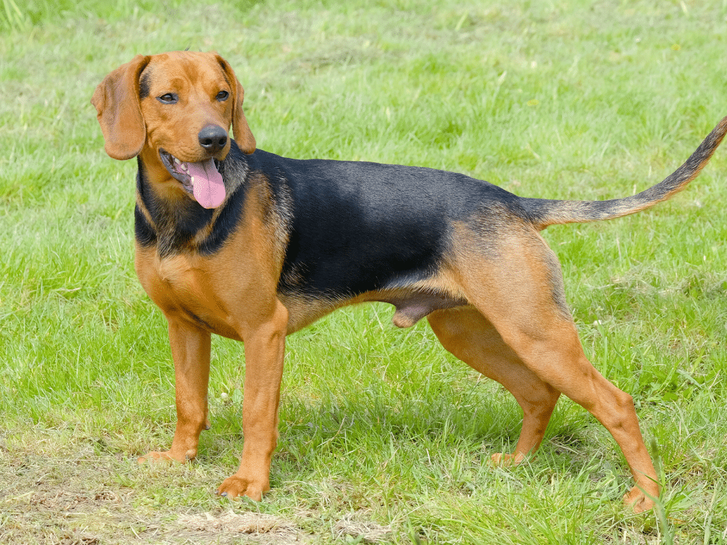 Srpski Gonic: energieke servische jachthond