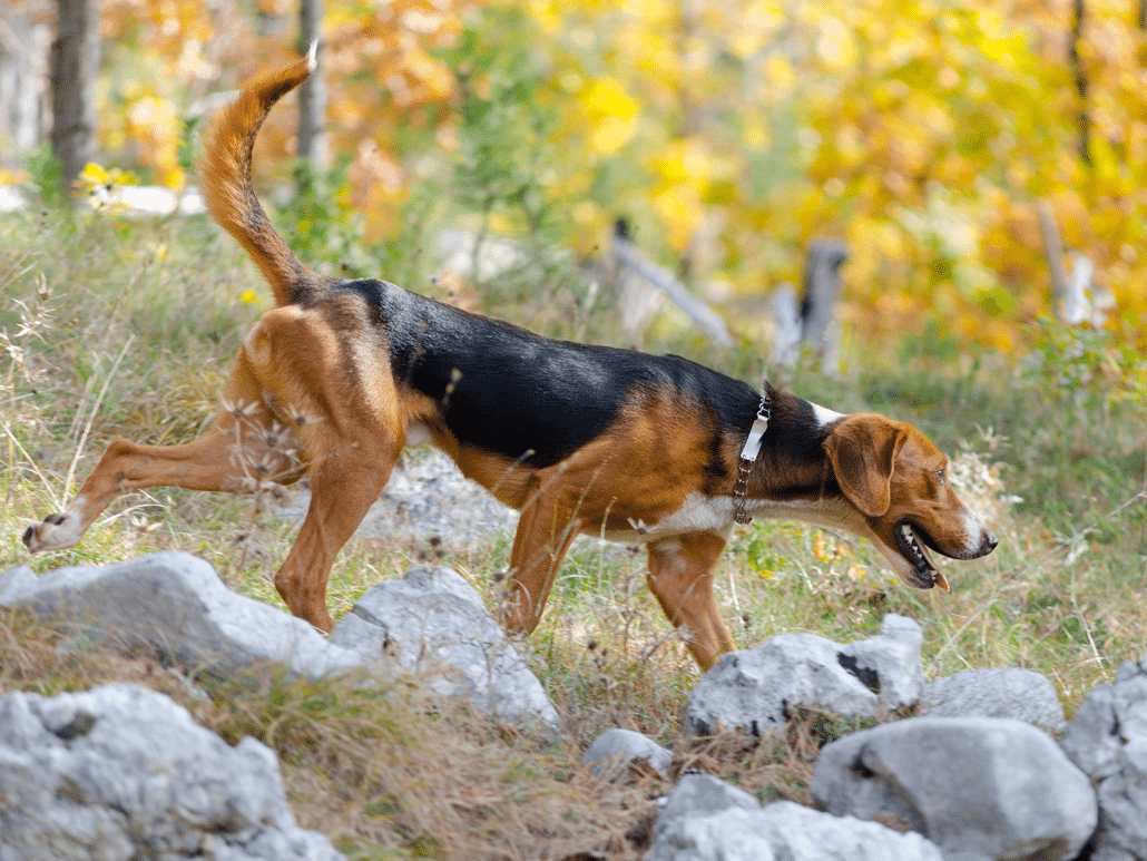 Srpski Trobojni Gonic: robuuste Servische jachthond