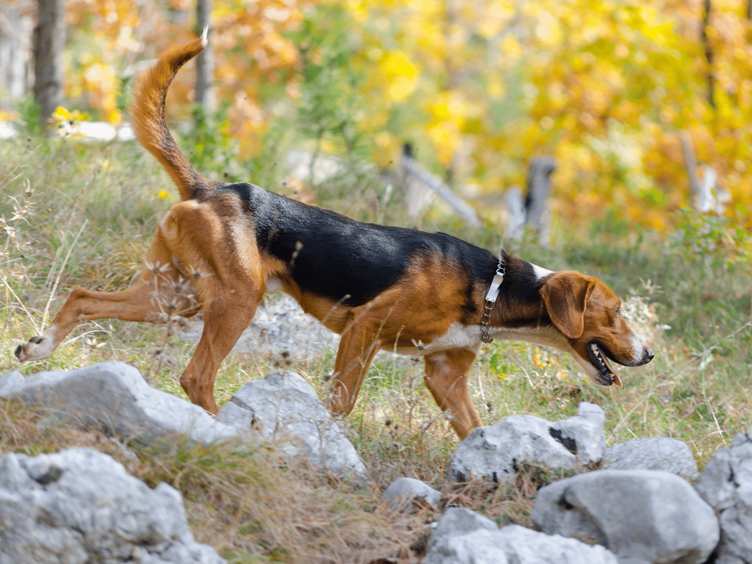 Srpski Trobojni Gonic: robuuste Servische jachthond