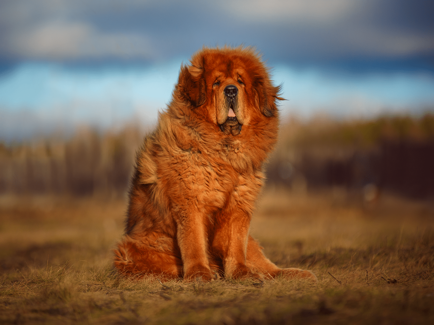 Tibetaanse Mastiff: imposant & beschermend
