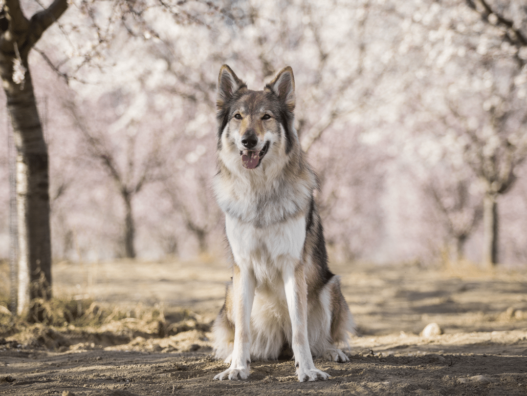 Tsjechoslowaakse Wolfhond: uniek & intelligent