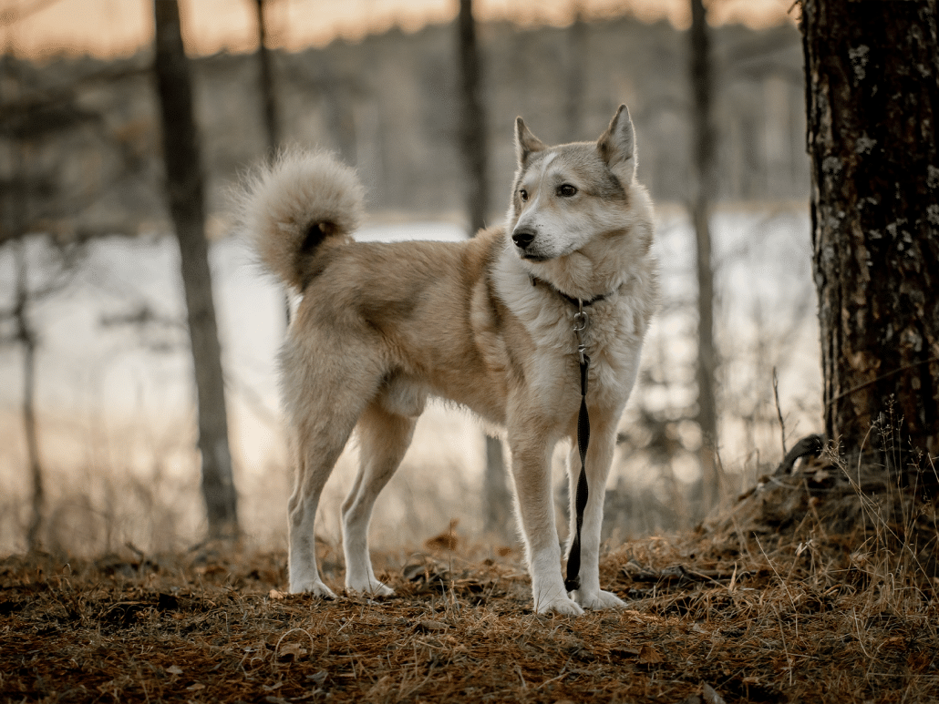 Westsiberische Laika: energieke jachthond