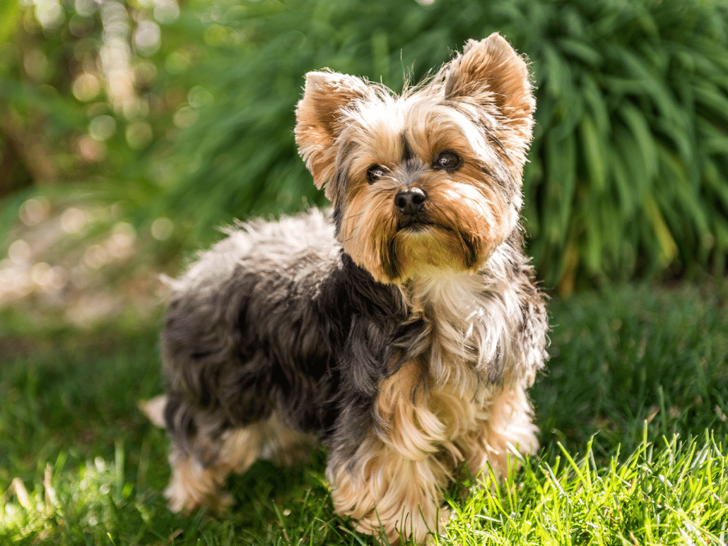 Yorkshire Terrier: een compacte metgezel met luxe vacht