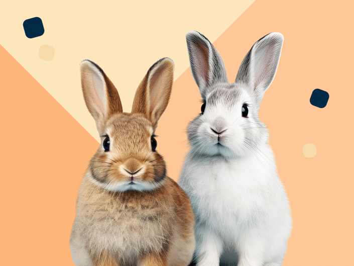 Japanner konijn, charmant ras met opvallend vachtpatroon