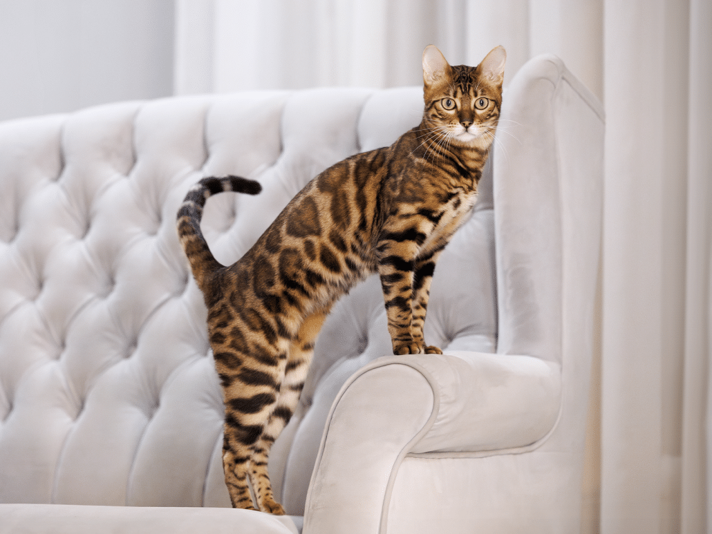 Bengaalse kat, karakter, verzorging & tips