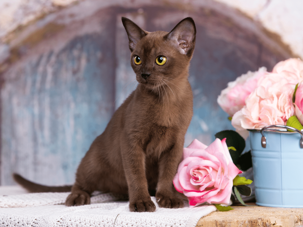 Burmees: speels karakter, zijdezachte vacht & meer!