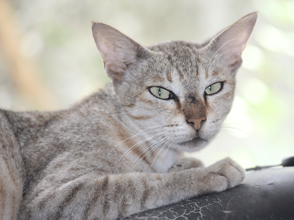 De Ceylon kat, speels karakter & zijdezachte vacht!
