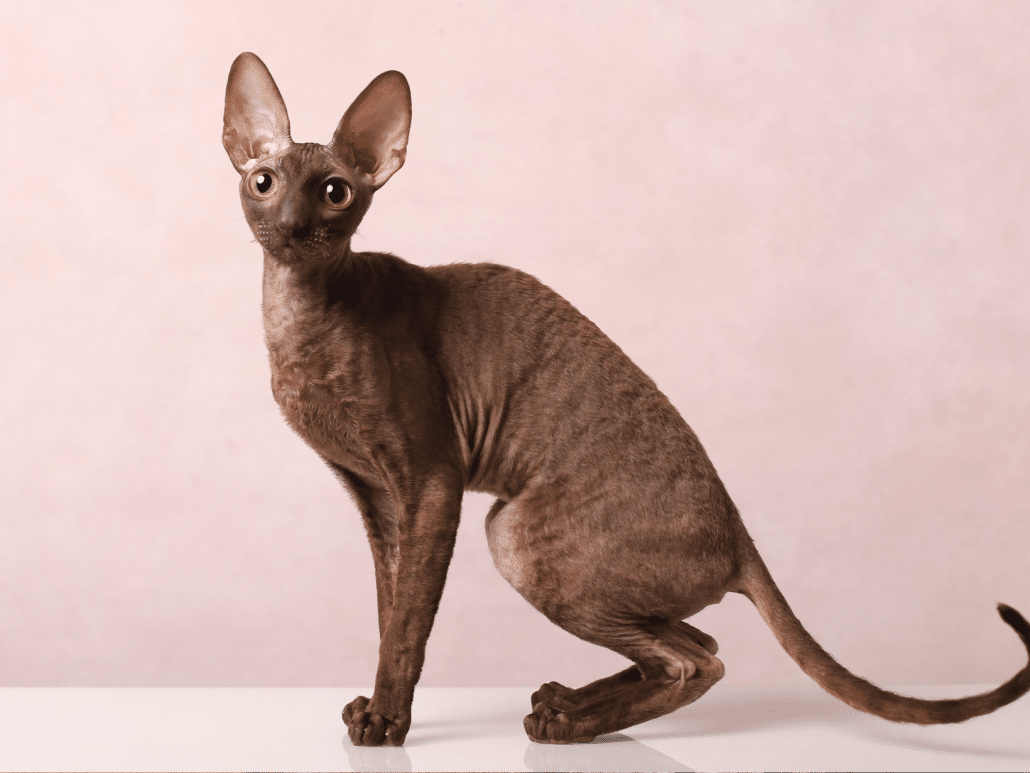 Cornish Rex, krullende vacht & speels karakter!