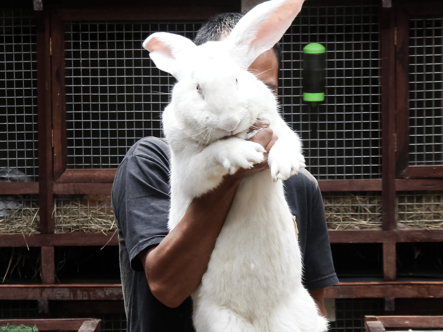 Ontdek de majestueuze Duitse Reus: een groot konijnenras