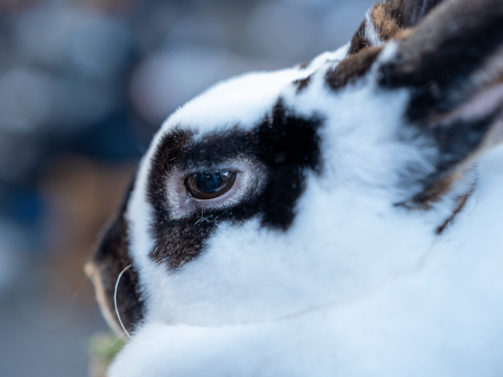 Ontdek de majestueuze Duitse Reus: een groot konijnenras