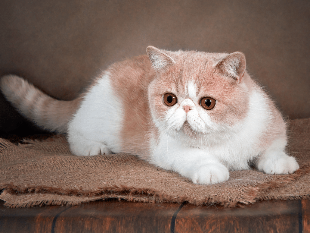 Exotische Kortharige Katten Hond Of Kat Mee Op Het Vliegtuig Hier