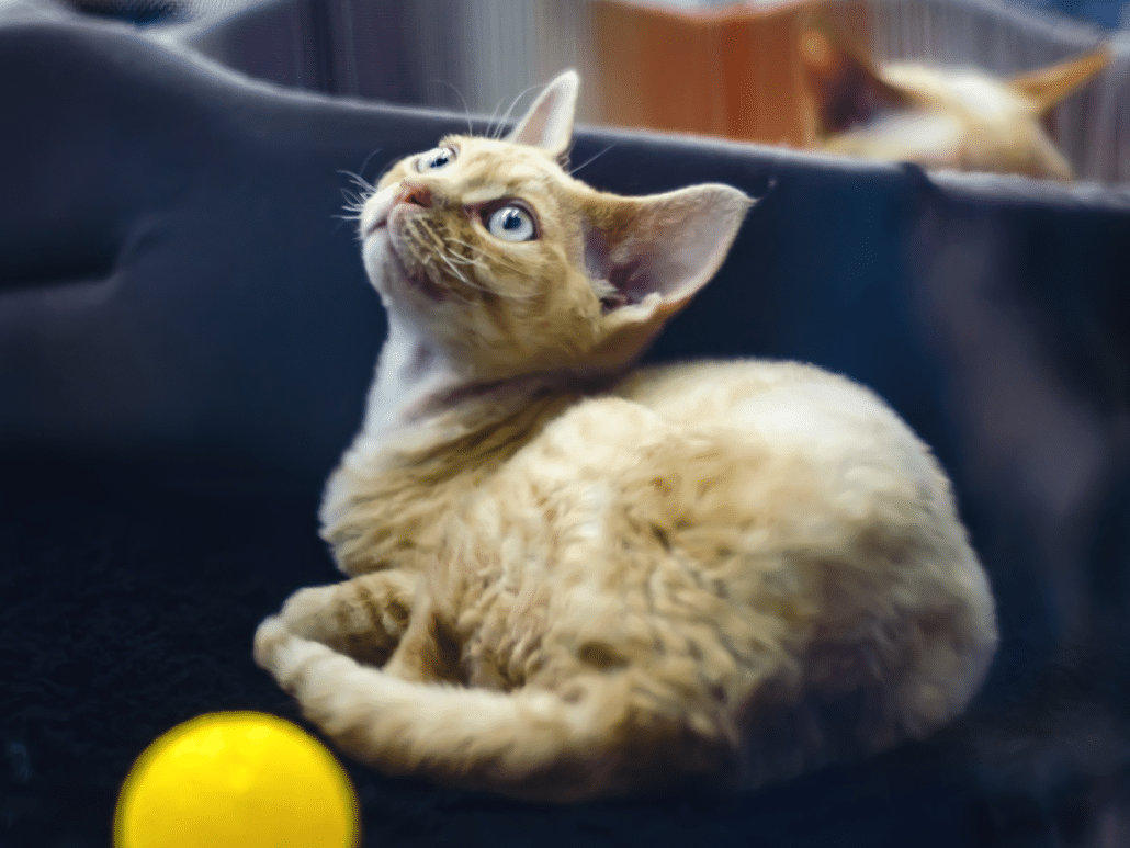 German Rex, ontdek de charme van dit gekrulde kattenras