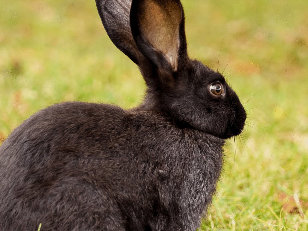 Konijnenrassen, van schattige dwergen tot imposante reuzen