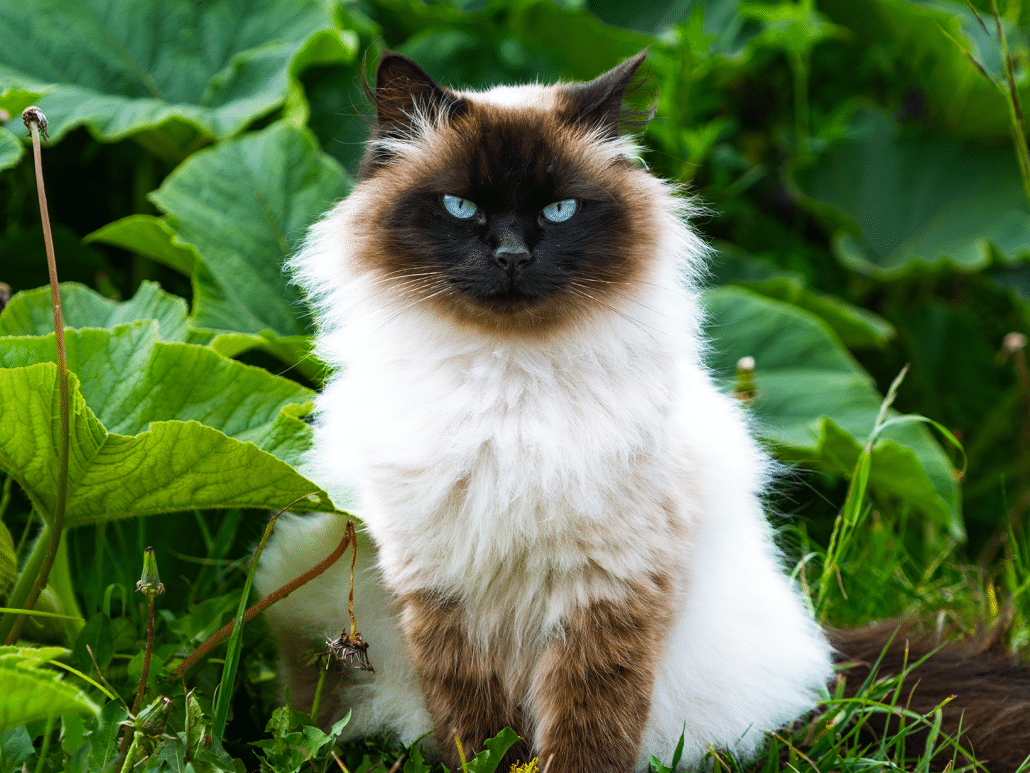 Himalaya kat, ontdek de majestueuze schoonheid en kalme aard