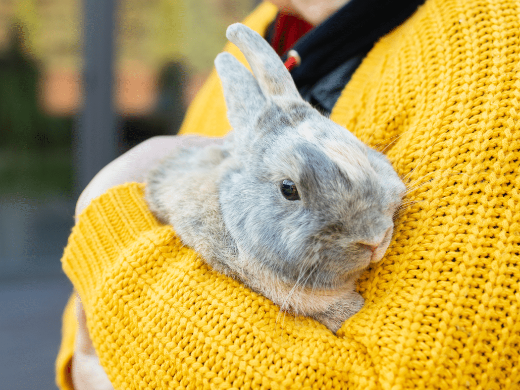 Hoe oud wordt een konijn? Ontdek levensverwachting en tips!