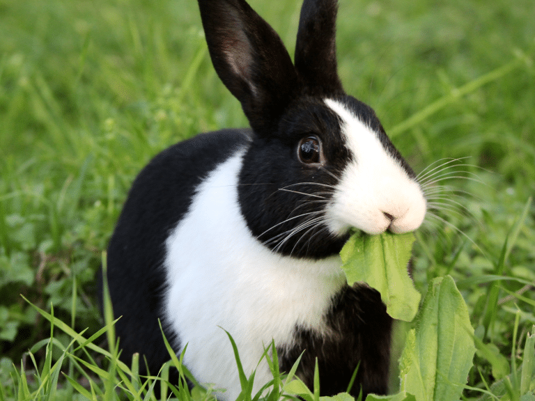 Konijnenrassen, van schattige dwergen tot imposante reuzen
