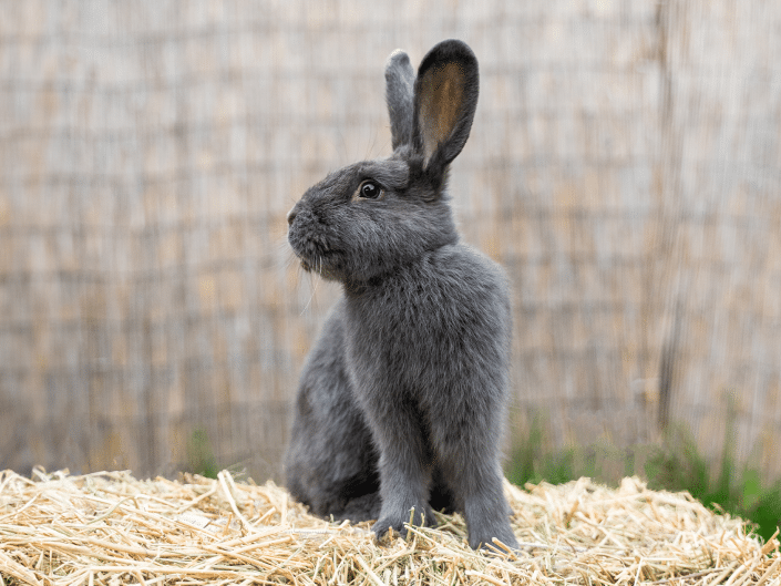 Konijnenrassen, van schattige dwergen tot imposante reuzen