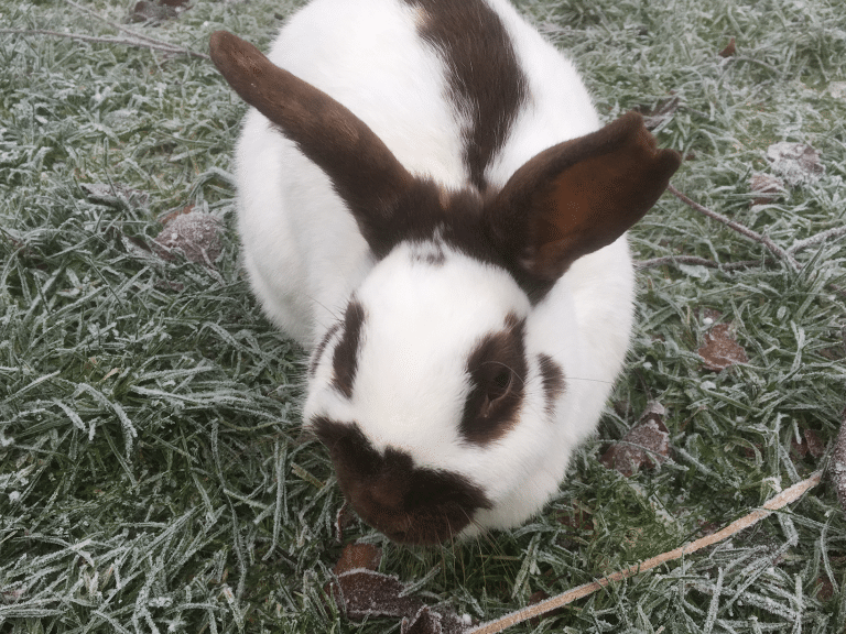 Konijnenrassen, van schattige dwergen tot imposante reuzen