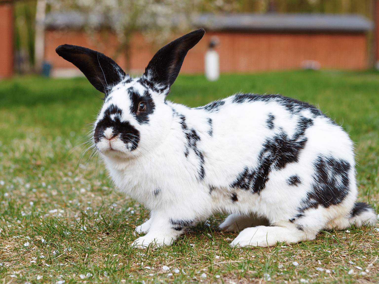 Ontdek de charme van het Lotharinger konijnenras