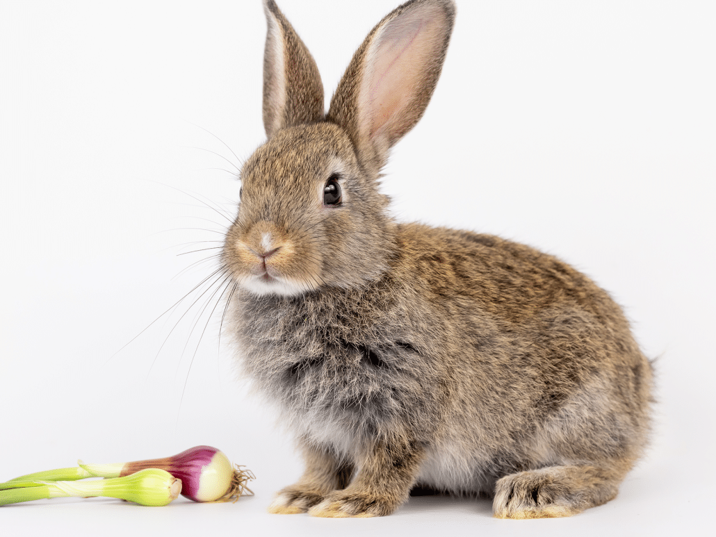 Mag een konijn bosui eten? Veilige voeding voor je harige vriend!